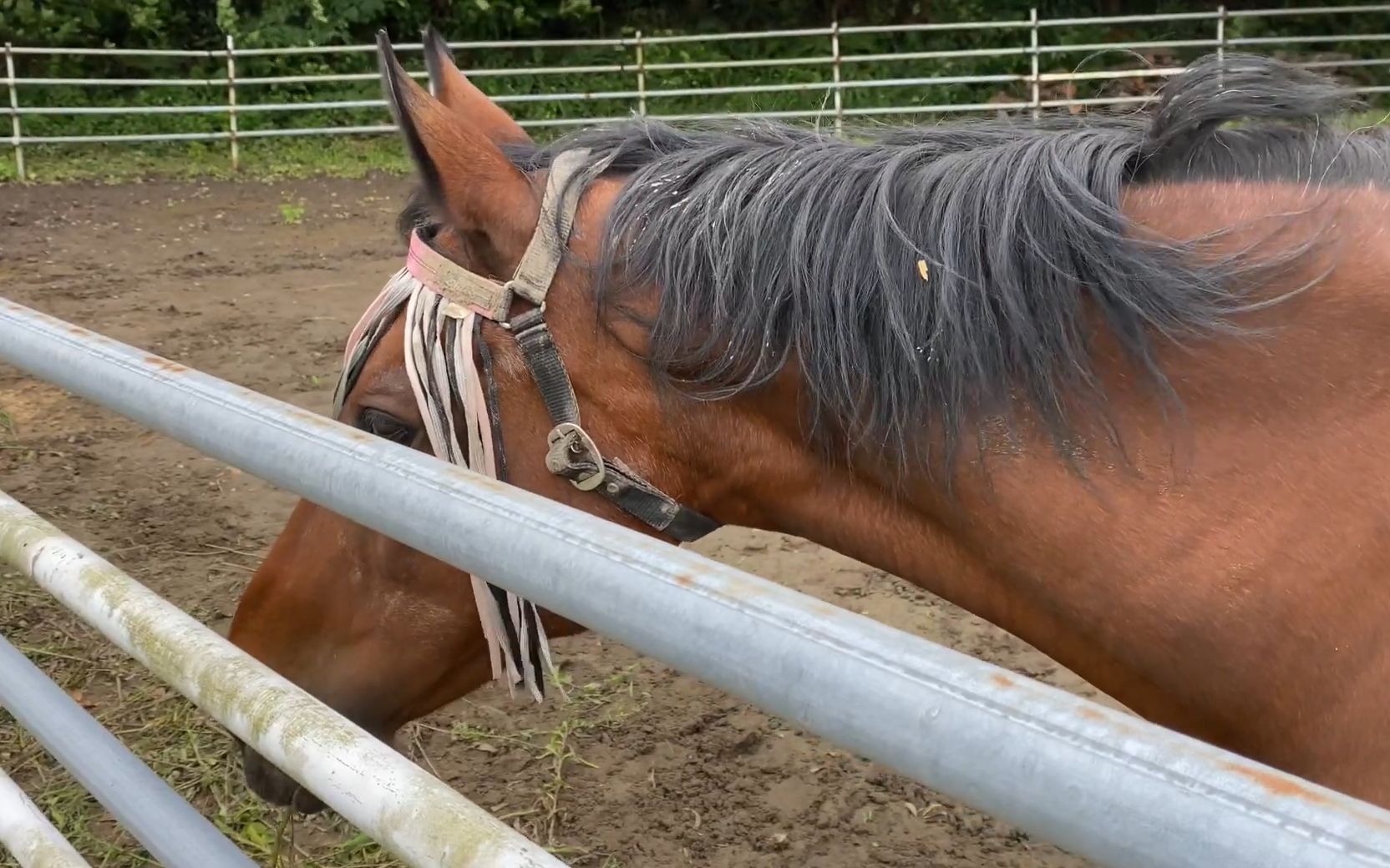 专心吃饭的乌拉拉 (2021.06.30撮影)