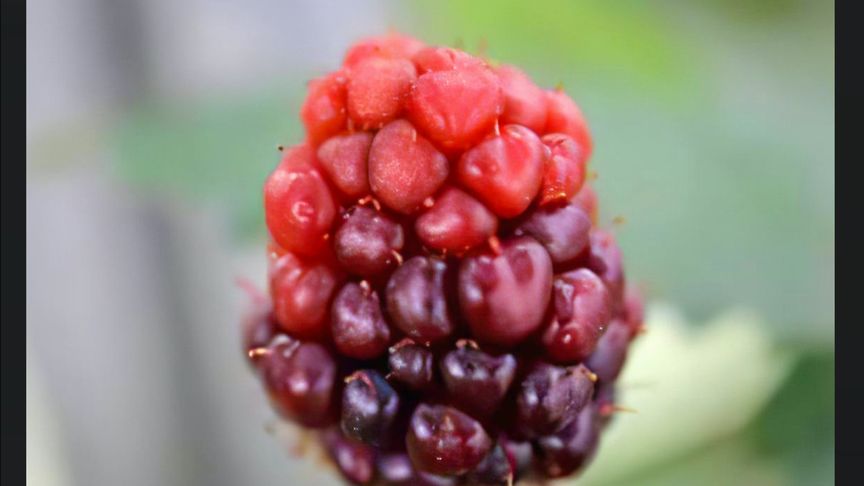 【延时摄影】2个月记录黑莓从开花到成熟全过程!