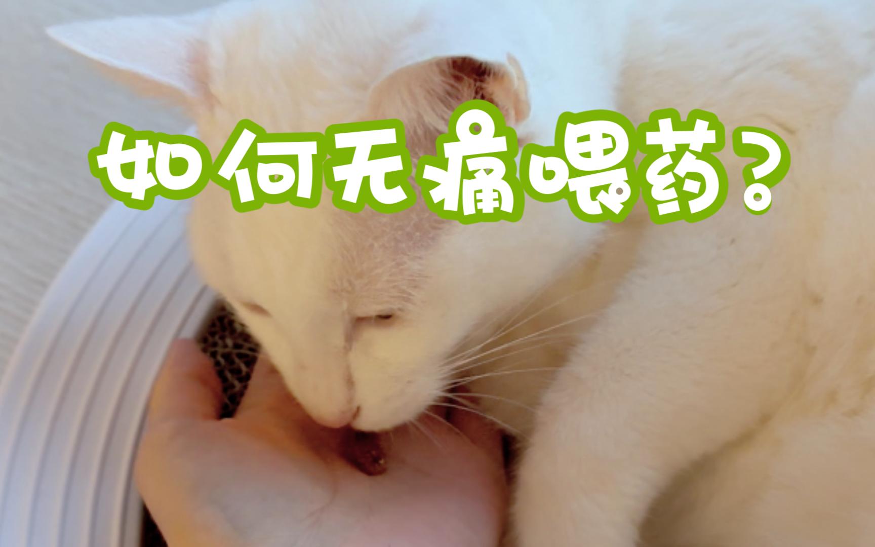长期吃药,猫咪十分抗拒,且猫咪不能过度应激,如何让猫咪主动吃药?【...