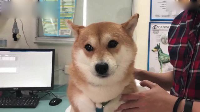 用Unity游戏制作引擎[柴犬]