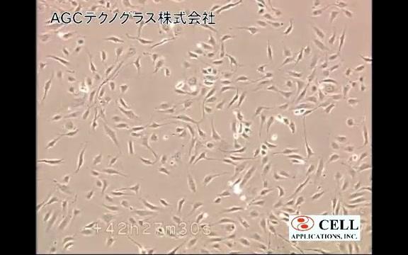 人脐静脉内皮细胞动态生长过程( HUVEC)