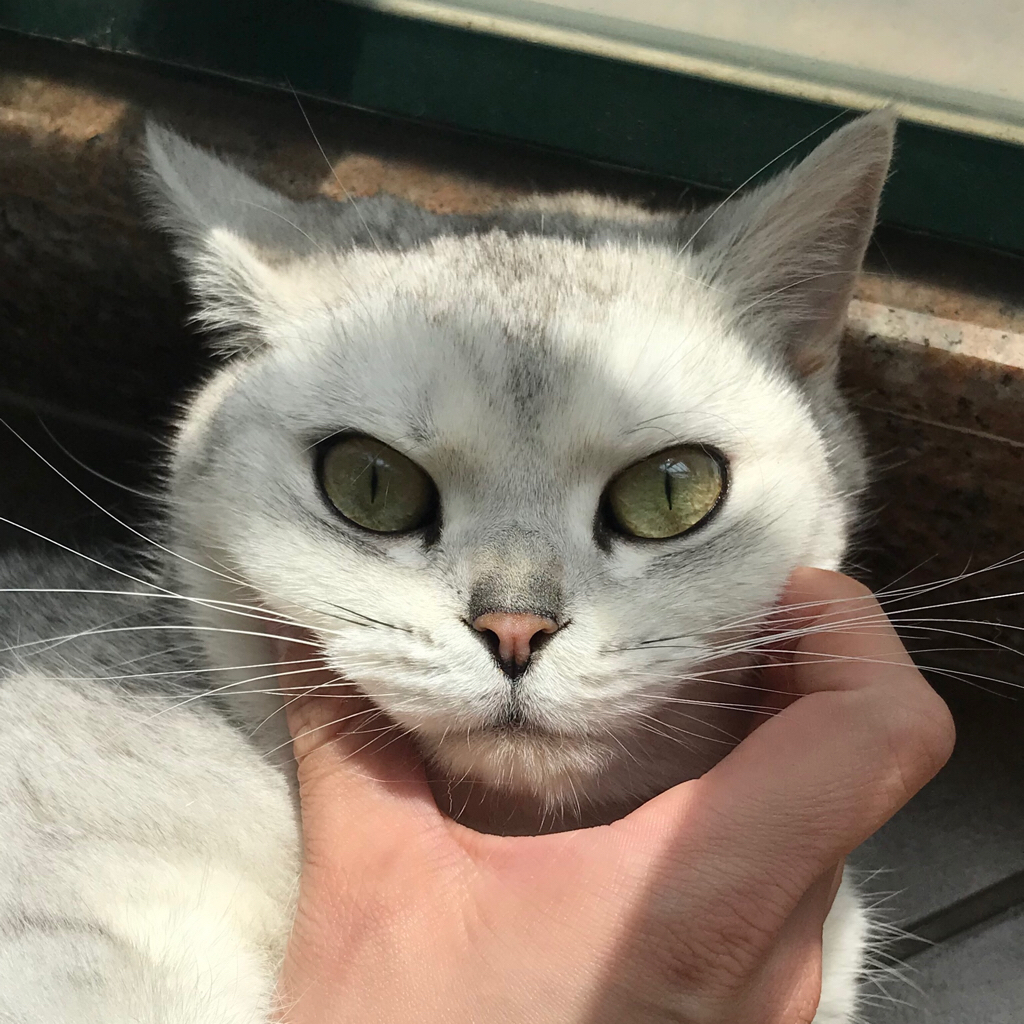 阿弗今天吃了吗 