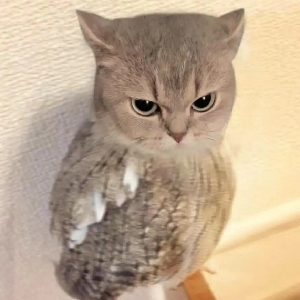小猫头鹰吖 