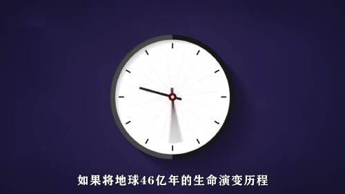 ...46亿年的生命演变历程压缩成24小时人类的历史会有多久?涨知识动画