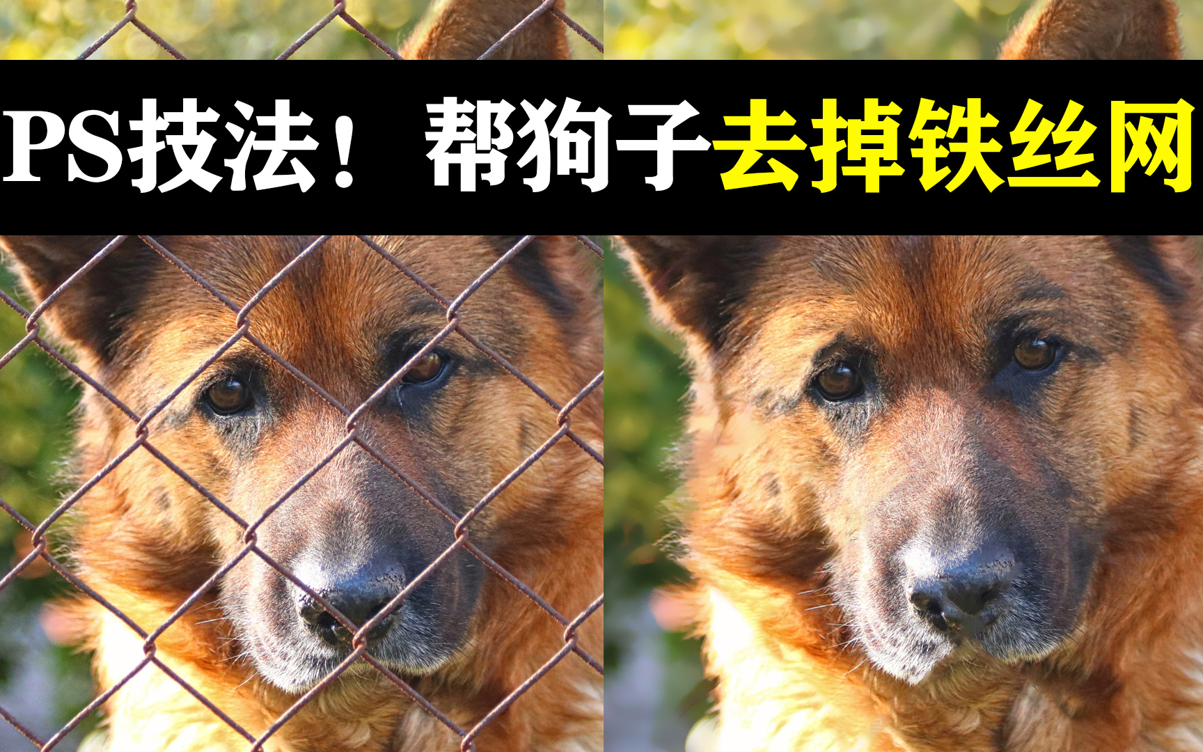 PS抠图-遇到遮挡物怎么办,简单三步,内容识别填充去掉铁丝网