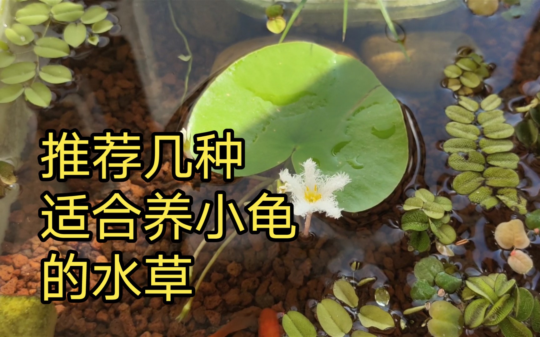 推荐几种可以在龟缸里养的浮萍水草,特别适合养小龟苗