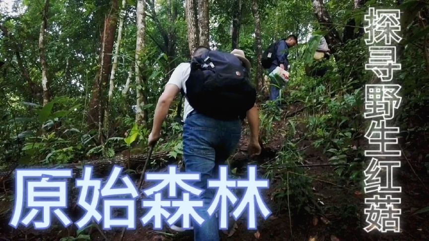 云南原始森林,探寻珍贵野生蘑菇,没有本地向导根本不敢闯入