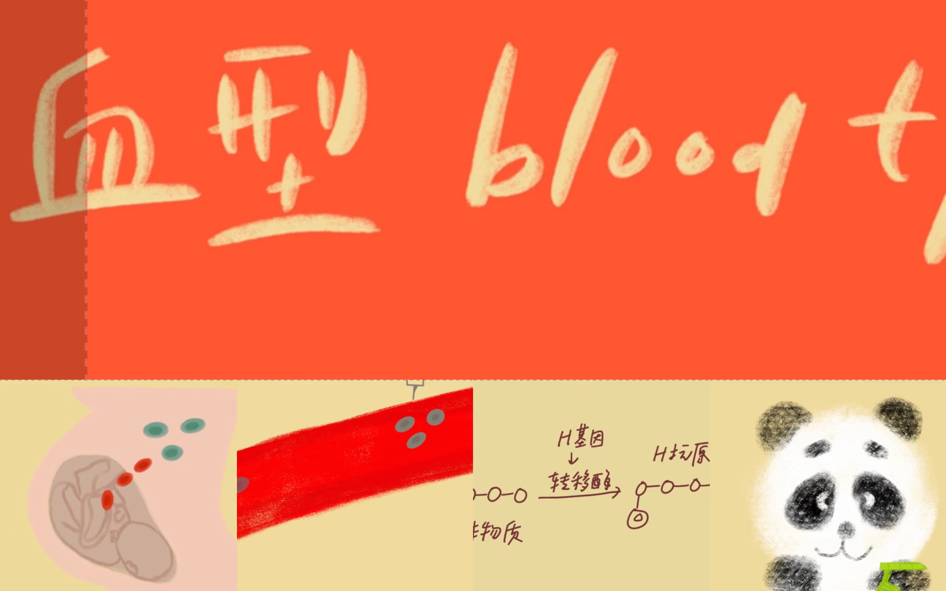 自制|血型科普 熊猫血是什么血?新生儿溶血是如何发生的?