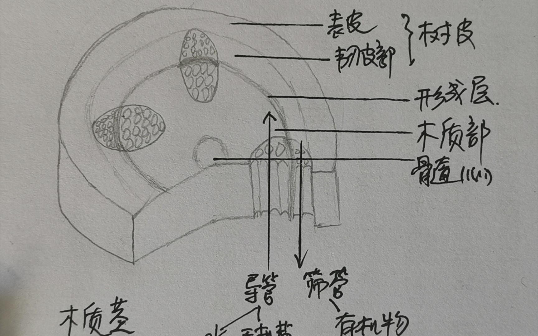 木本植物茎 维管束 年轮 春材 晚材 木质部 (人教版初中生物七年级上册)
