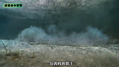 体型最大的皮皮虾斑琴虾蛄,是海洋中的