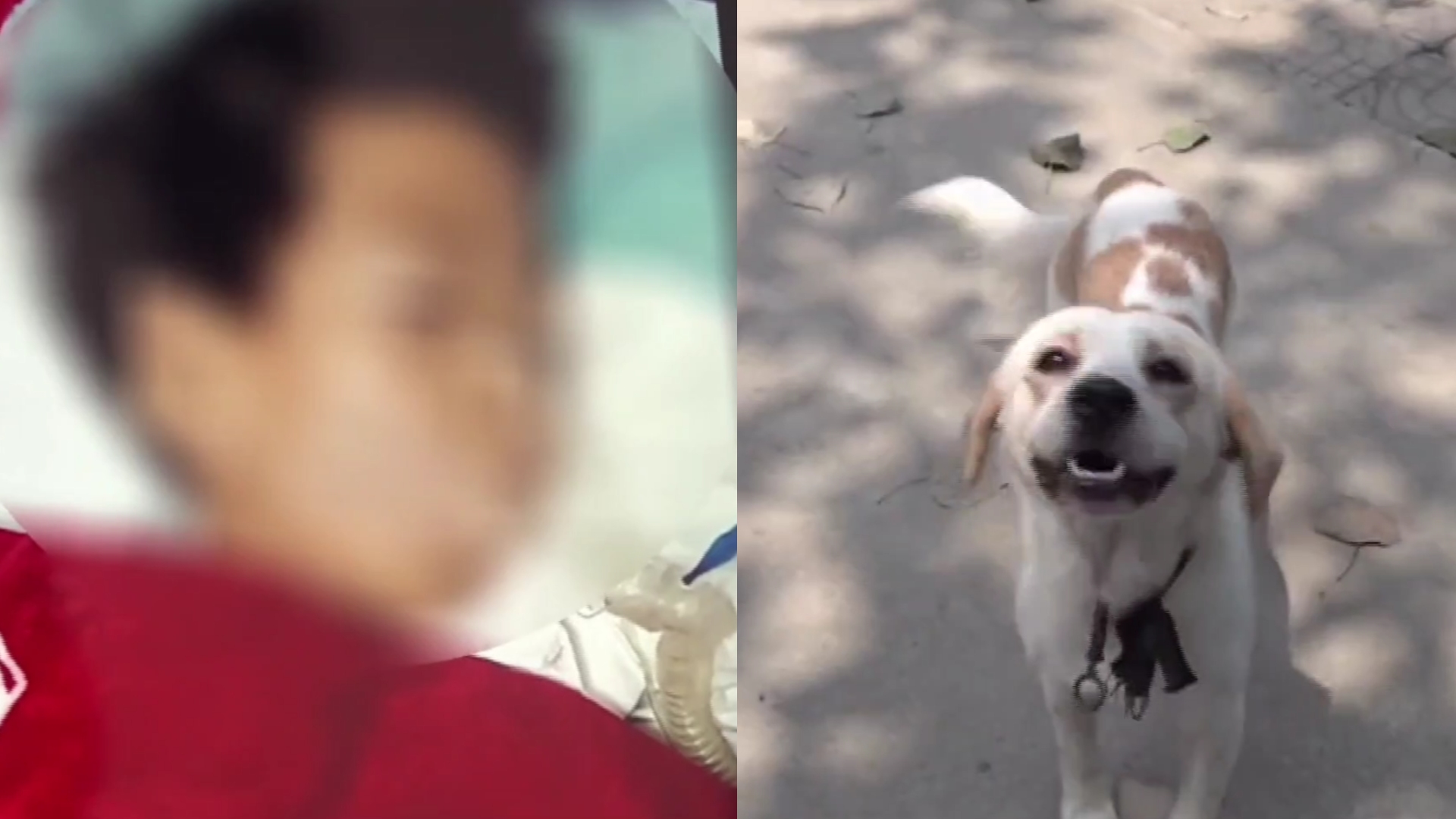 7岁娃被邻居家狗抓伤后离世,未打针母亲痛哭后悔,邻居:狗没问题