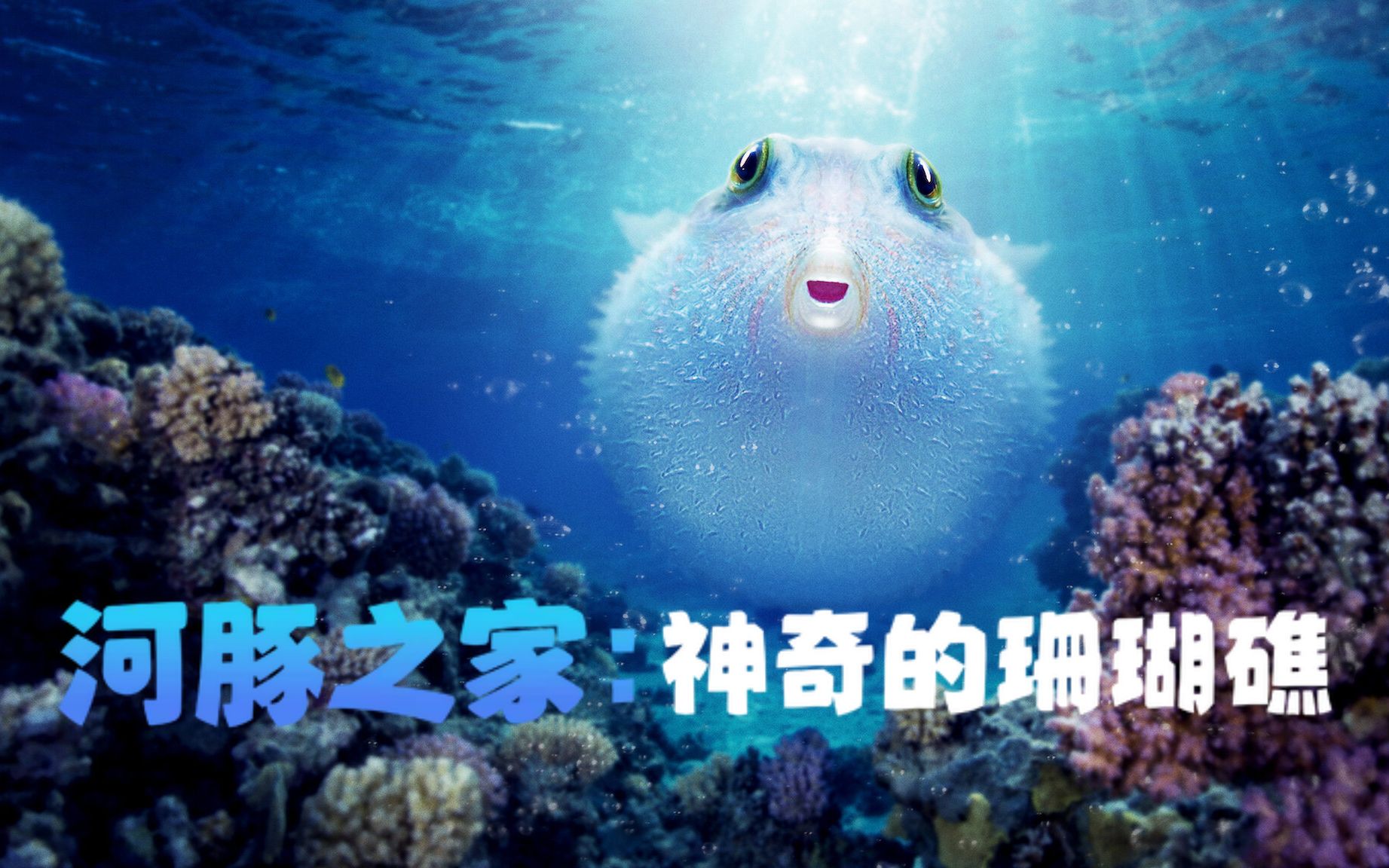 【纪录片】河豚之家:神奇的珊瑚礁 1080P中英双字 (2021)Microworlds...