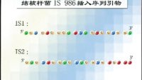  PCR技术检测细菌