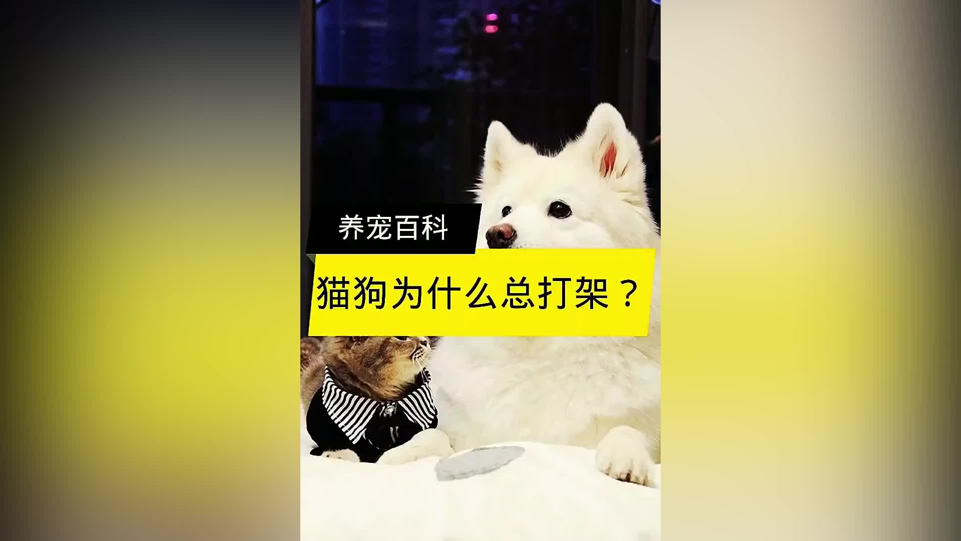 猫和狗为什么总是打架,猫和狗能一起养吗