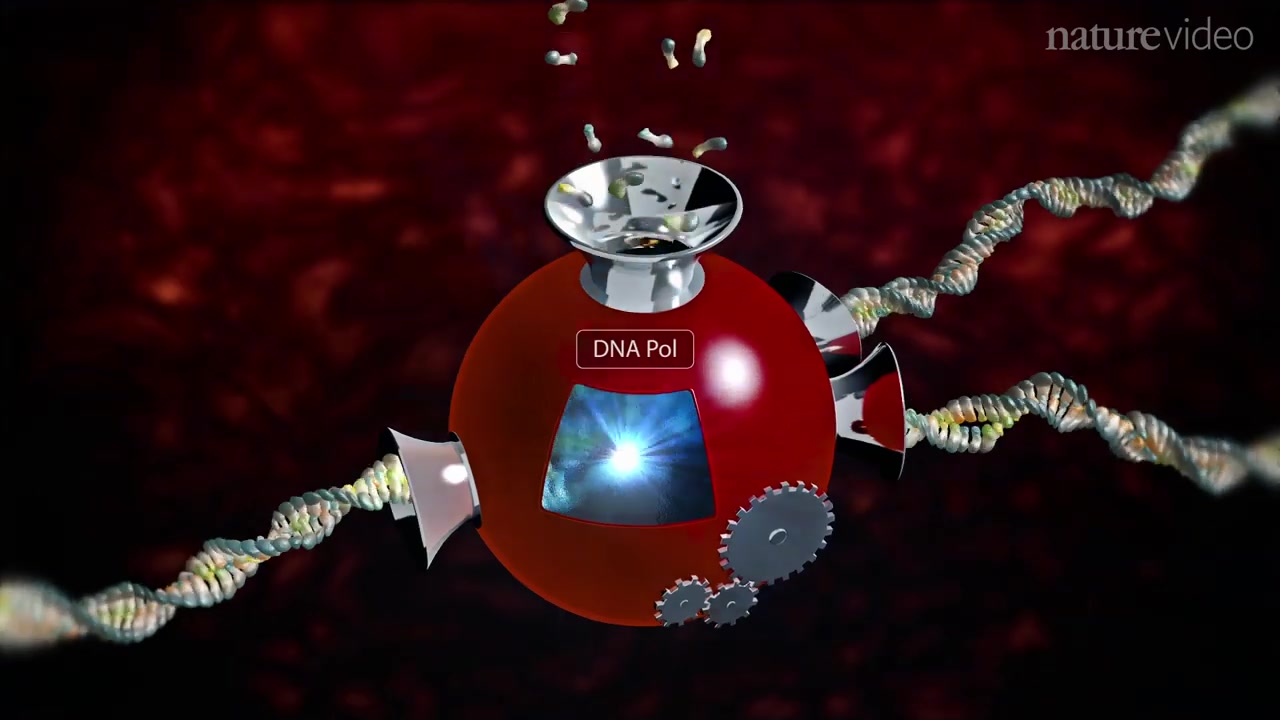 癌症2 癌细胞靶向治疗的原理 Targeting cancer cell metabolism