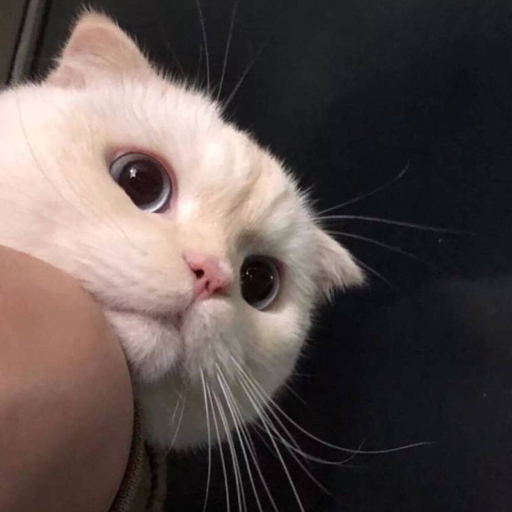 丿七瑾不开花 