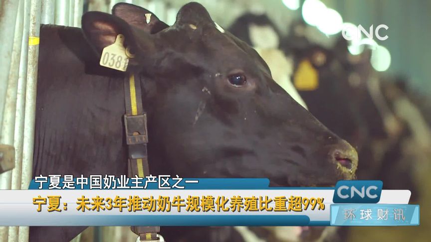 宁夏:未来3年推动奶牛规模化养殖比重超99%