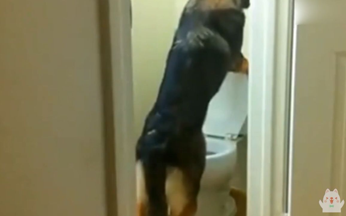 会用马桶上厕所的狗狗,真是活久见啊!