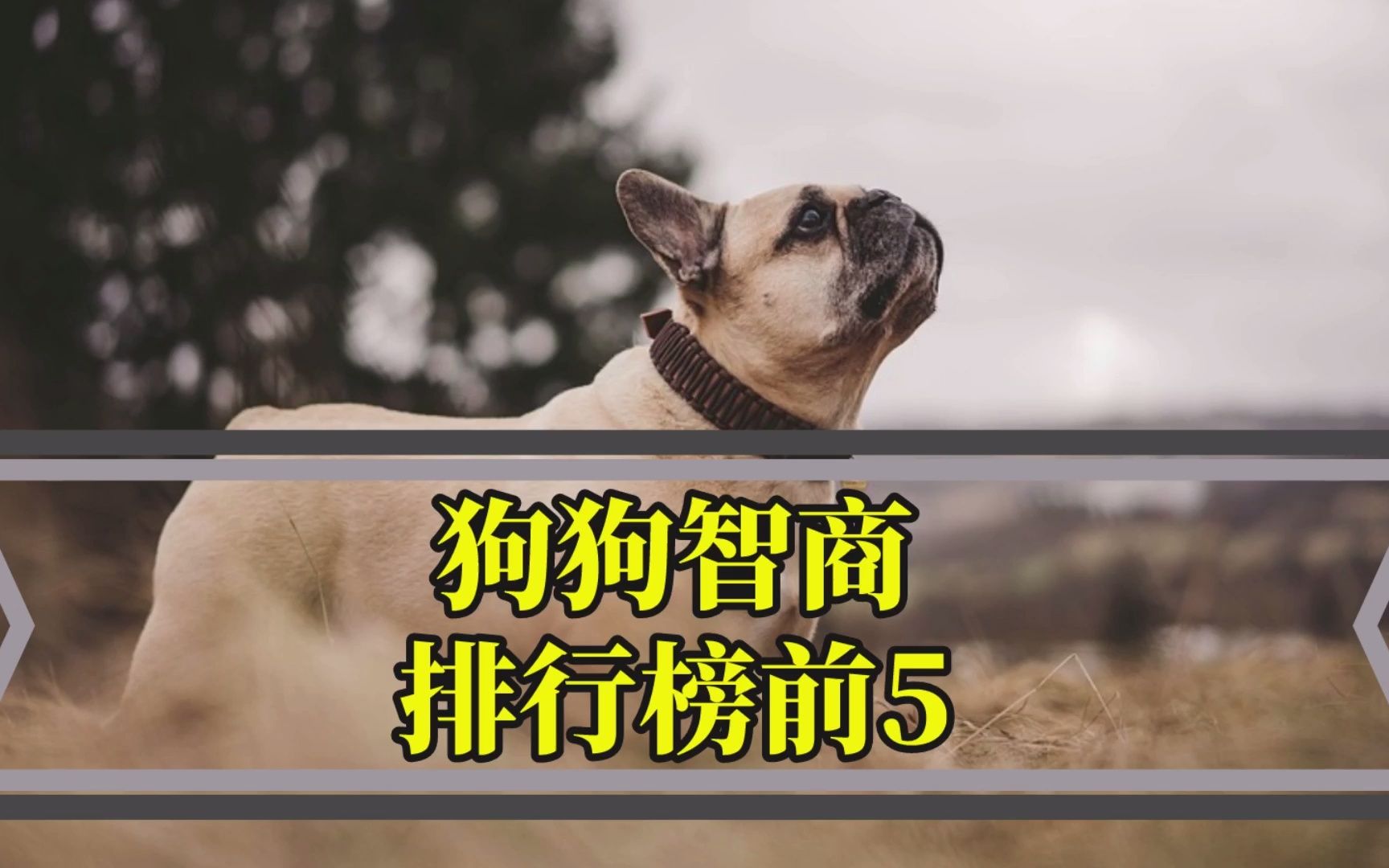 狗狗智商排行榜前5,你家狗子上榜了吗?