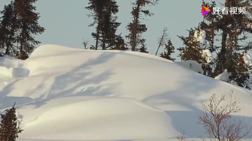 北极熊幼崽迅速成长,短短三周竟能独立踏上漫长旅程