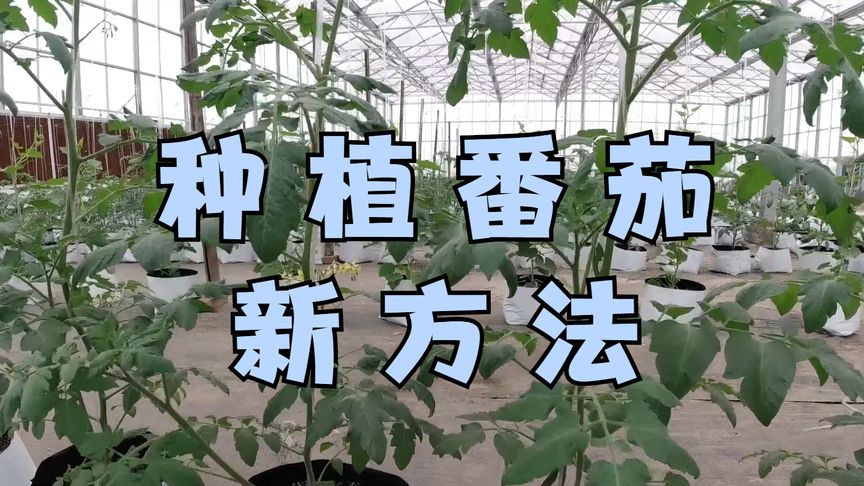 你还在用传统方法种番茄?难怪产量低品质差!菜农快学学新方法吧