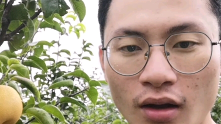 秋月梨 细腻无渣的口感征服你 非丰水梨
