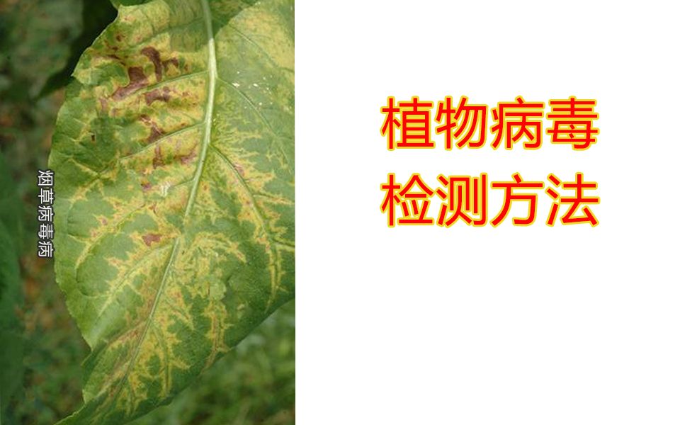 【实验】植物病毒检测方法