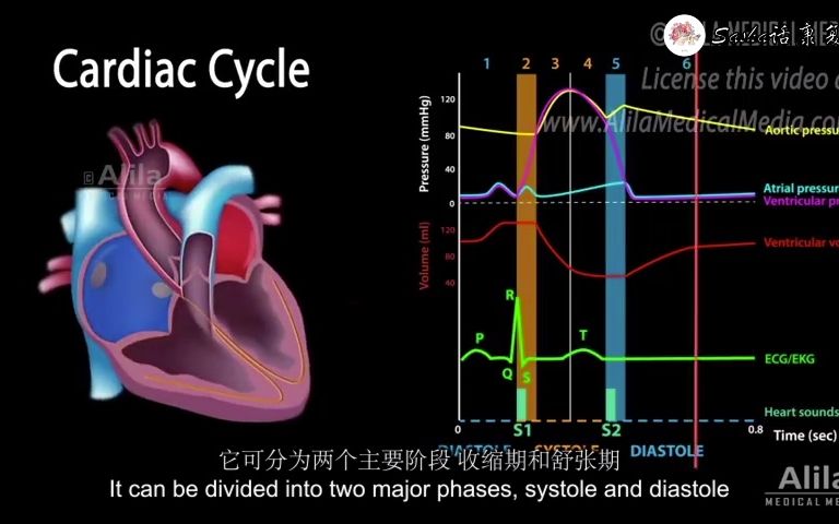 【运动生理学】心动周期