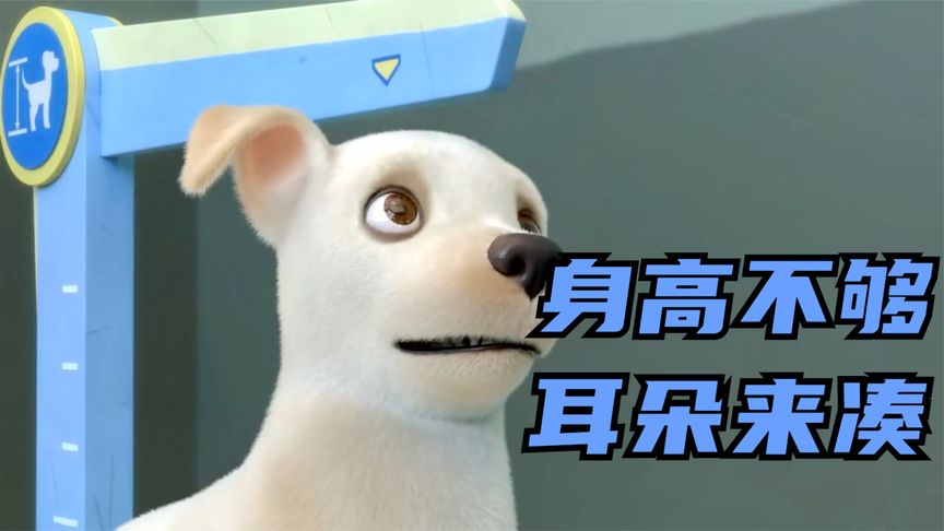 励志短片:狗狗为了成为导盲犬,支起耳朵来测身高, 太可爱了!