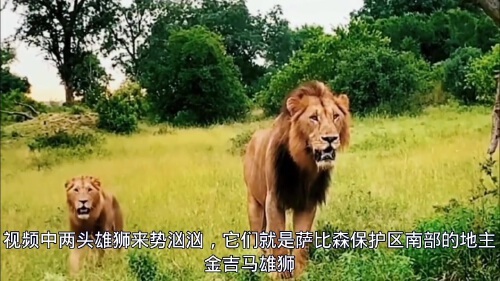 保护野生动物人人有责NW雄狮一定要坚强!