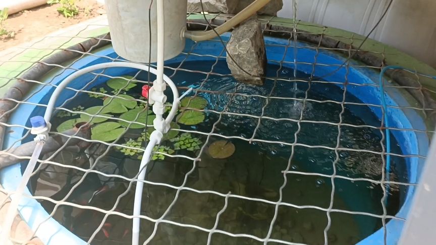 自制鱼池过滤器,已经运行2个多月,清澈见底。