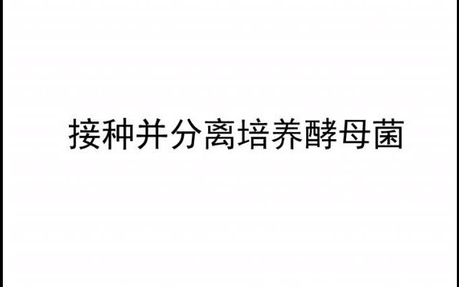 02接种并分离培养酵母菌