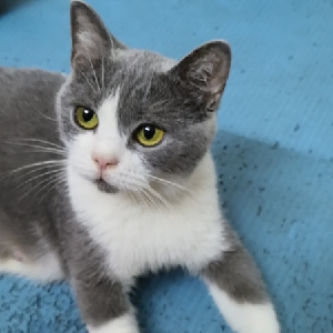 哈萨克斯坦福桥 