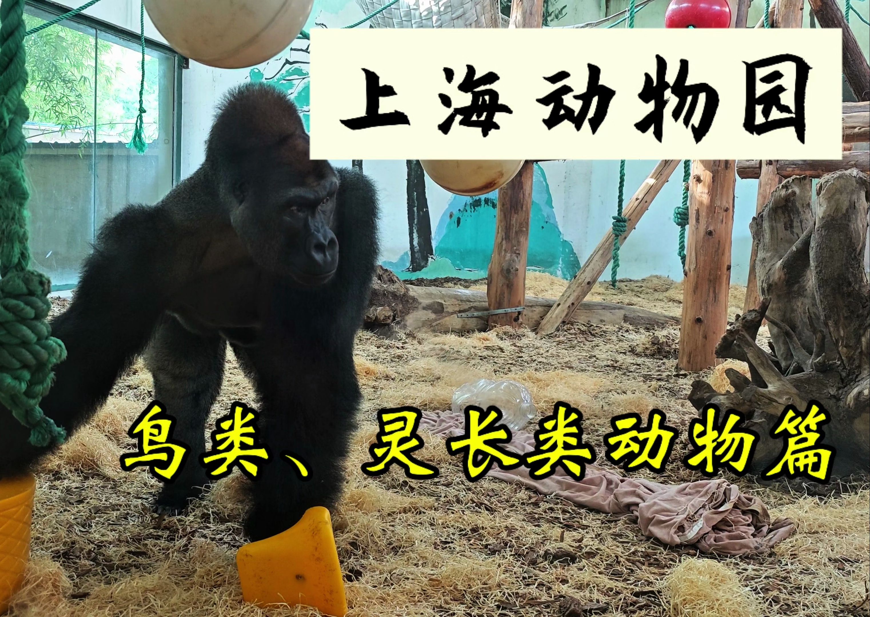 上海动物园第二篇!快上车来看银背大猩猩!