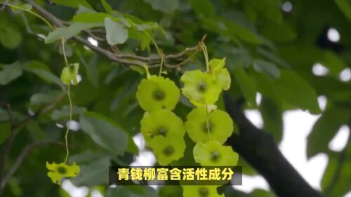 经常喝青钱柳水,身体会出现什么变化?建议中老年人了解一下