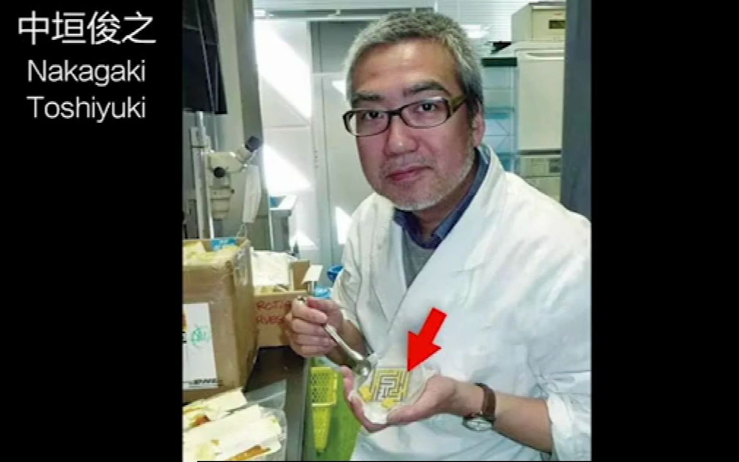 拥有智慧的单细胞生物?——黏菌实验