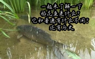 稻花鱼又叫禾花鱼其实是鲤鱼,生长在稻田里因为生长在稻田里稻花鱼...