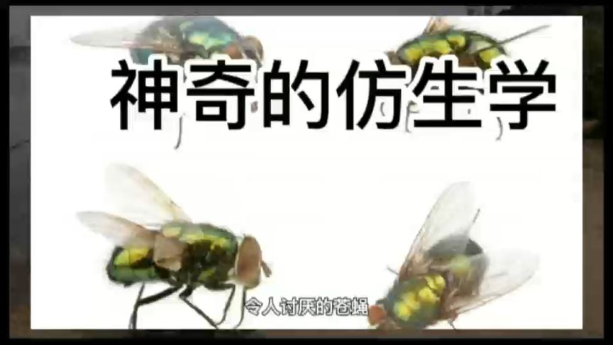 神奇的仿生学,利用好,可以造福人类