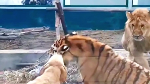 《虎狮大战,谁才是王者?揭秘野生动物世界!》