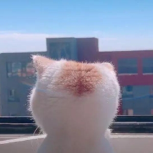 不可以说no哦 