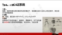2. ATP的生成过程