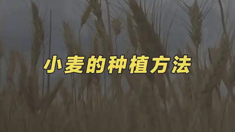 小麦的种植方法是什么