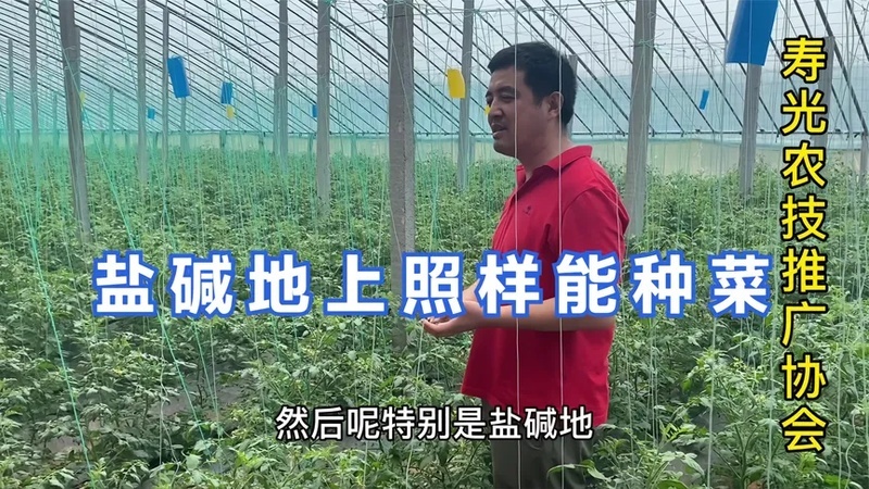 零基础的学员,用简易无土栽培,在盐碱地上种的小番茄喜获丰收
