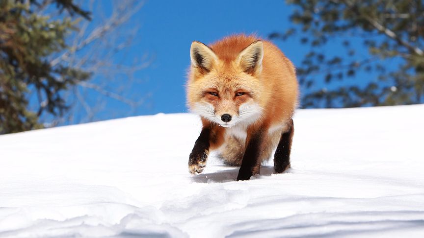 狐狸觅食,动作好销魂啊!