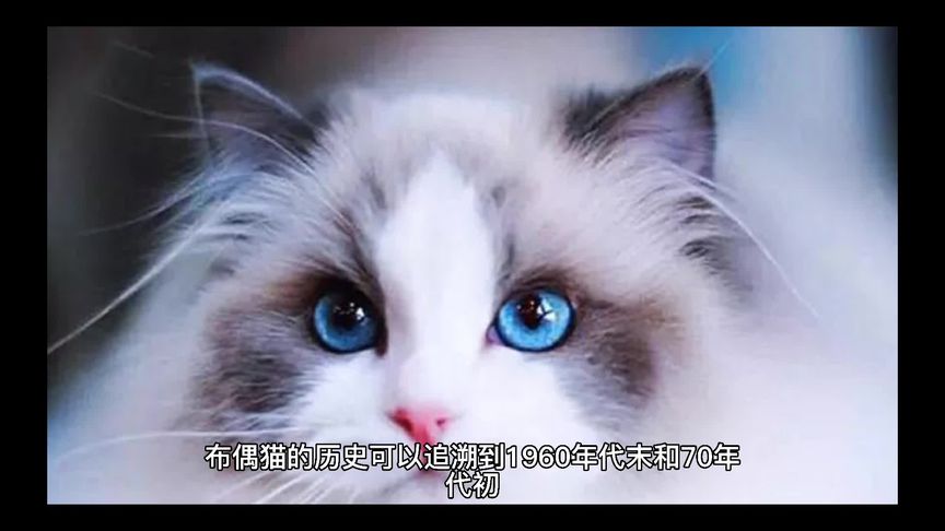 #变声 布偶猫品种历史沿革之铲屎官讲故事