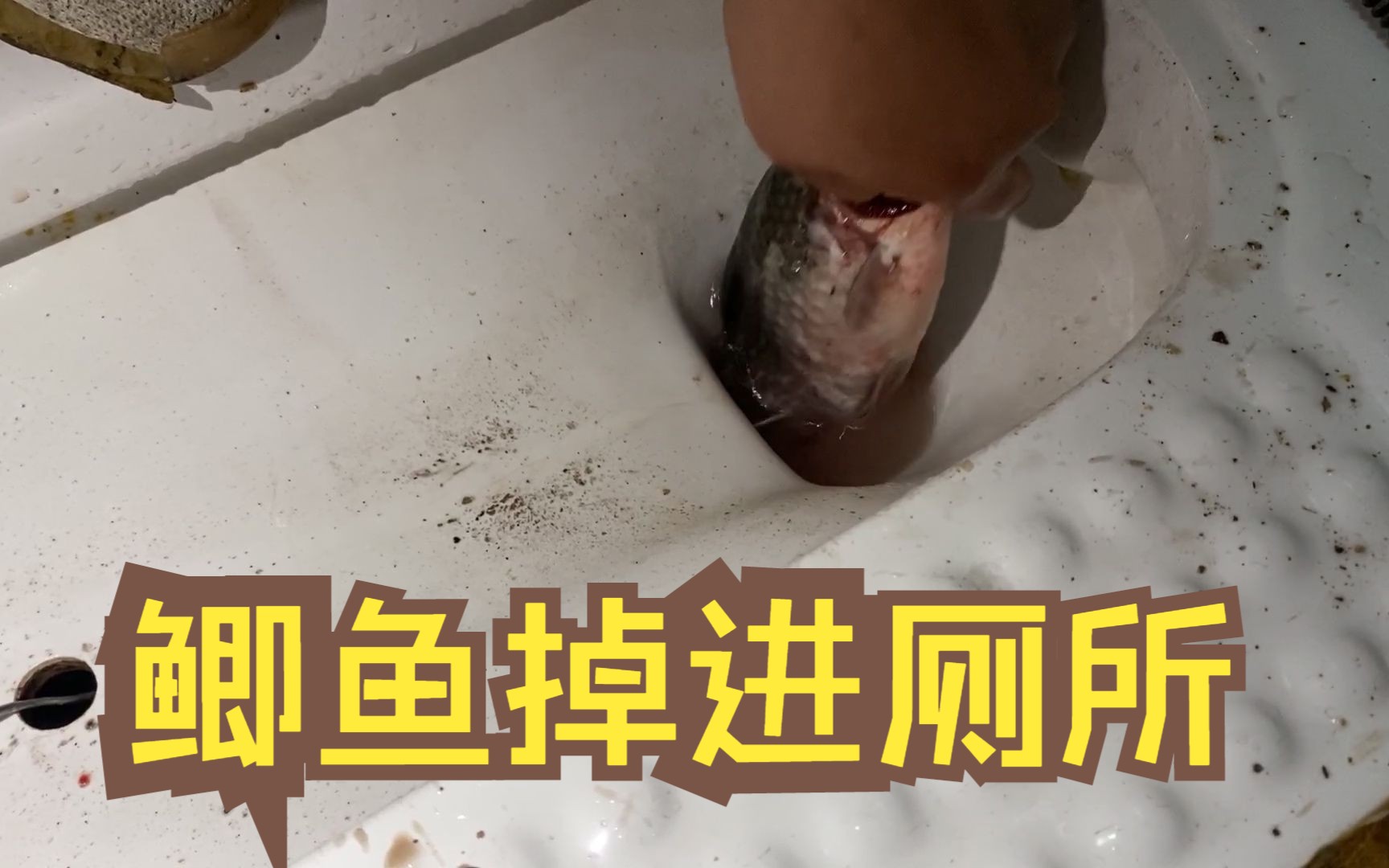 阿姨家的鱼掉进厕所,导致蹲便堵塞,开孔后直接徒手取出!