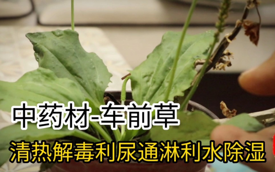认识中药材-车前草,路边杂草用途不小,大车前和平车前怎么区分