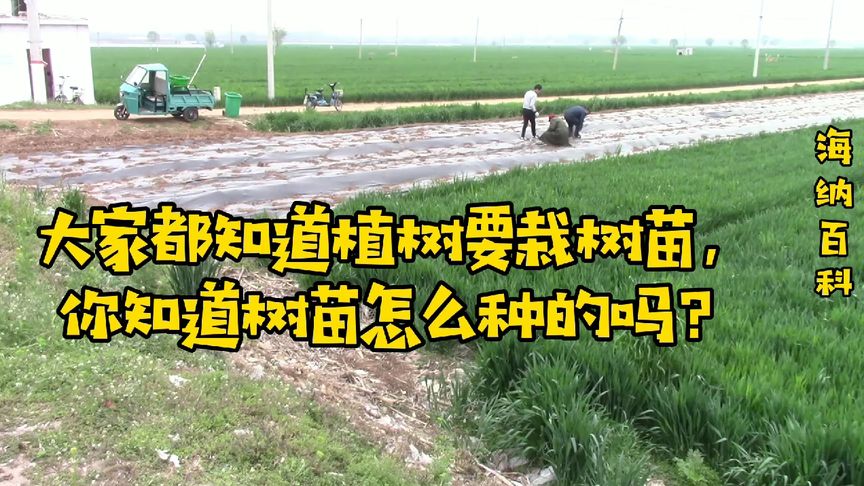 植树要栽树苗,那么树苗是怎么种出来的,实拍清明农田种树苗