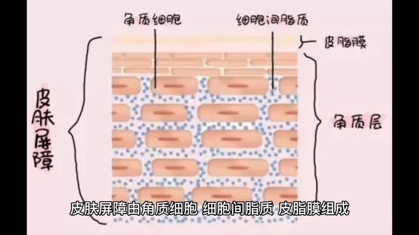 什么是皮肤屏障?有什么作用?导致皮肤屏障受损的原因是什么?