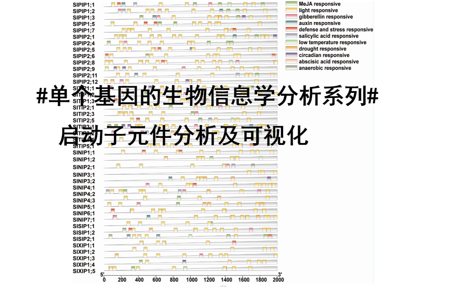 #单个基因的生物信息学分析-3#启动子元件分析!TBtools可视化